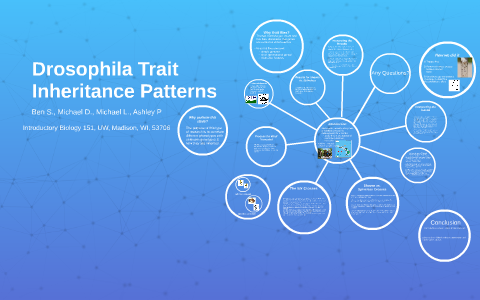 Drosophila Trait Inheritance Patterns by Ben Shaw on Prezi