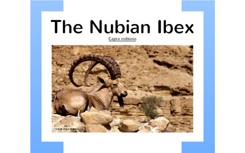 STEM Endangered Species Project by Andrew P on Prezi