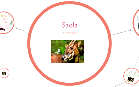 Saola by Bokeum Jeon on Prezi