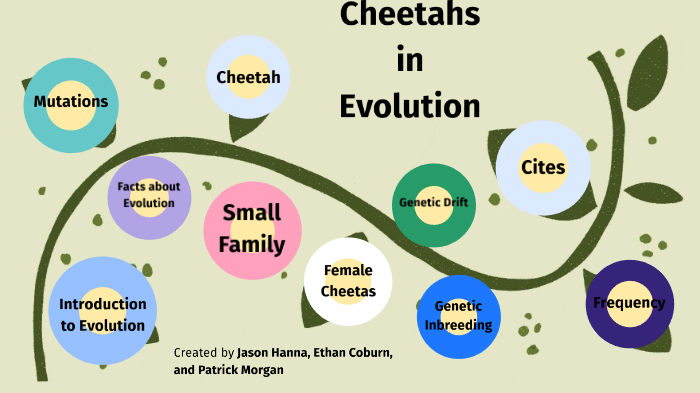 Evolution of Cheetahs by Jason Hanna on Prezi