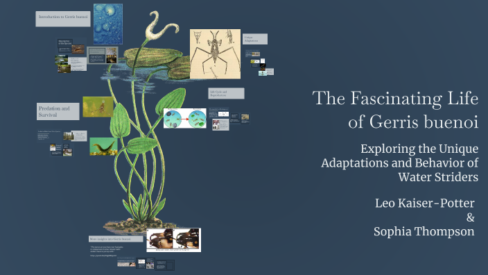 The Fascinating Life of Gerris buenoi by Leo Kaiser-Potter on Prezi