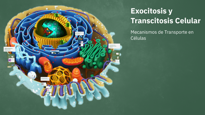 Exocitosis y Transcitosis Celular by Angie Camila Chamorro Rosero on Prezi