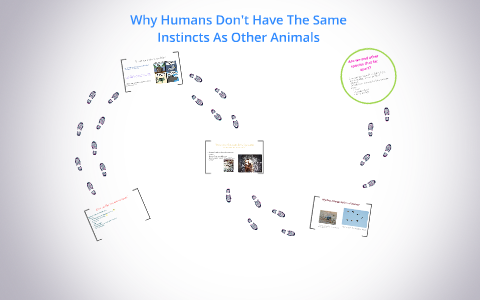 Why Humans Don't Have The Same Instincts As Other Animals by Melia ...