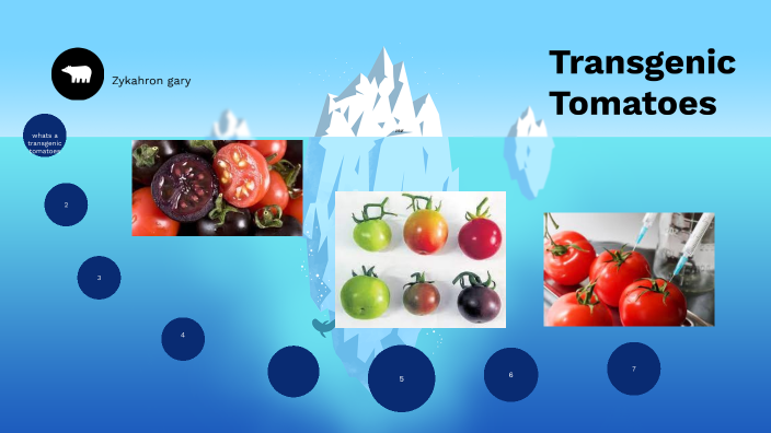 transgenic tomatoes by zykahron gary on Prezi