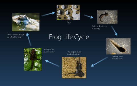 KS2 Life Cycles by joe newberry on Prezi