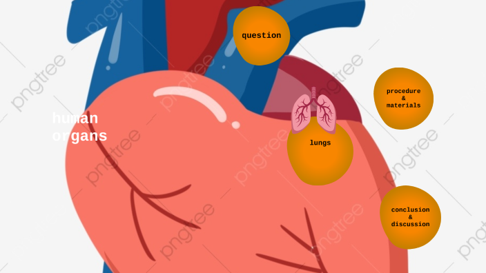 human organs Aymaan by Aymaan Hafiz-Gill on Prezi