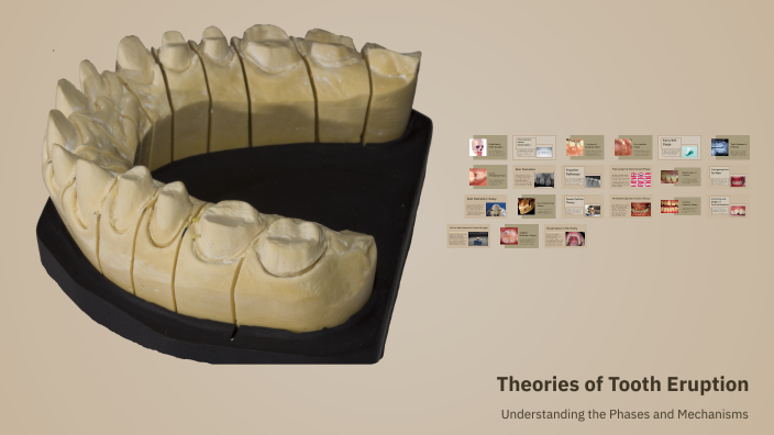 Theories of tooth eruption by Dr.Mostafa Tarik on Prezi