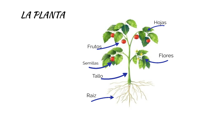 LA PLANTA by Mariana Blacutt on Prezi