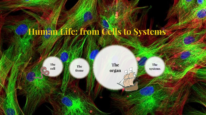 Human Life: from Cells to Systems by Jesus Antonio Medina Hernandez on ...