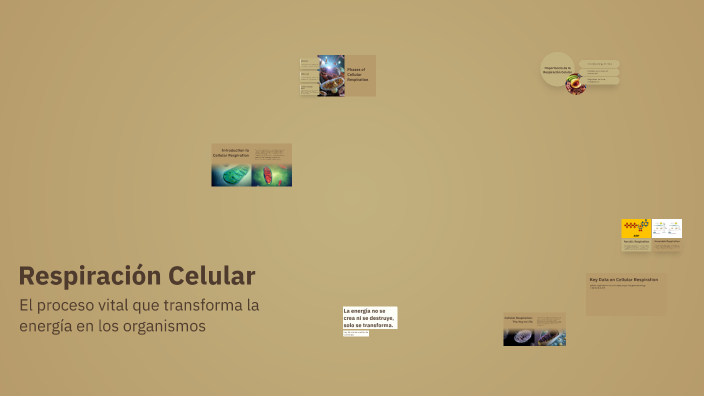 FOTOSÍNTESIS Y RESPIRACIÓN CELULAR: Procesos energéticos esenciales ...