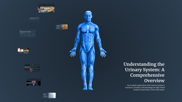 Understanding the Urinary System: A Comprehensive Overview by Luca ...