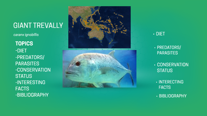 Giant Trevally by Adam Torry on Prezi