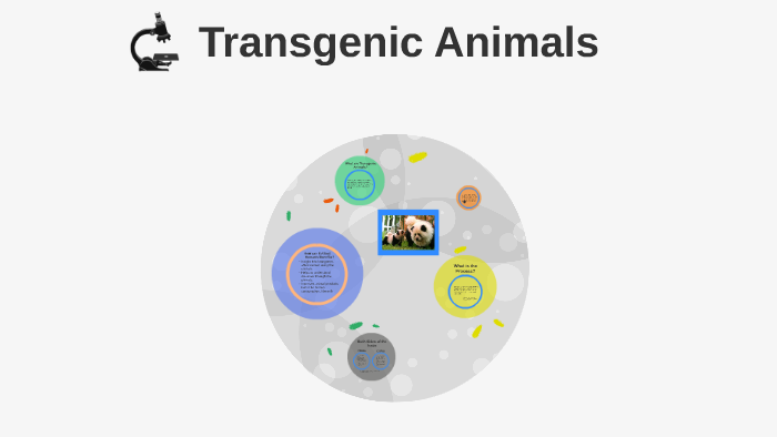 Transgenic Animals by on Prezi