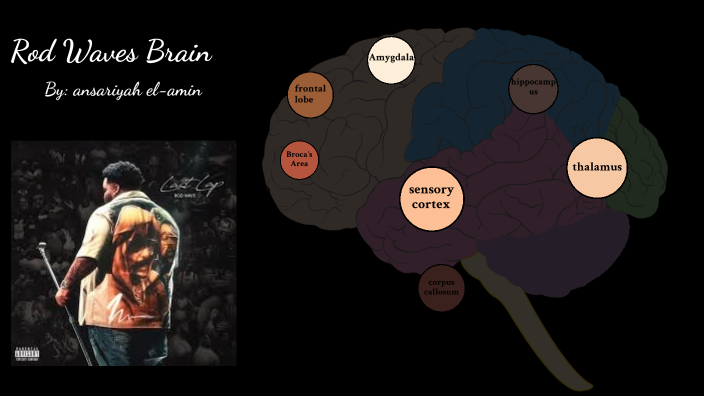 Celebrity Brain Project by Ansariyah El-Amin on Prezi