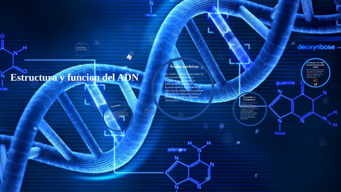Estructura y funcion del ADN by Alan Méndez on Prezi