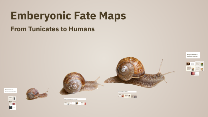 Emberyonic Fate Maps by Paria Mortazavi on Prezi