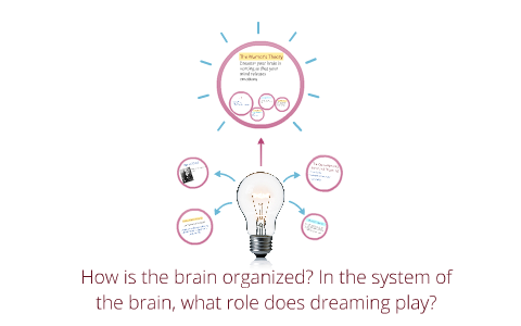 How is the brain organized? In the system of the brain, what by Andrea ...