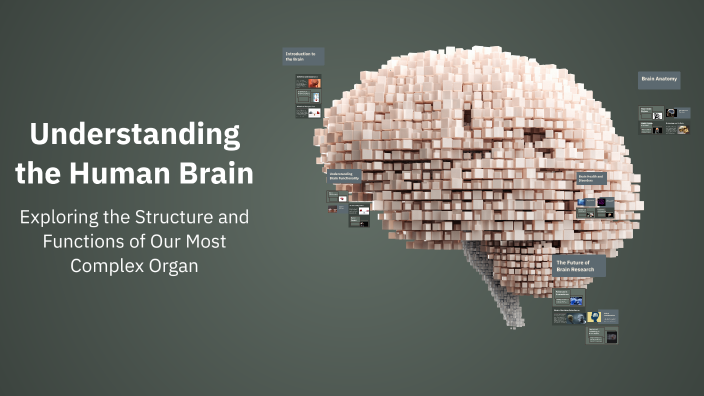 Understanding the Human Brain by Oli W on Prezi