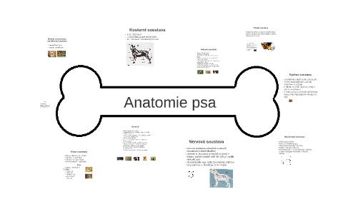 Anatomie psa by Kristýna Nývltová on Prezi