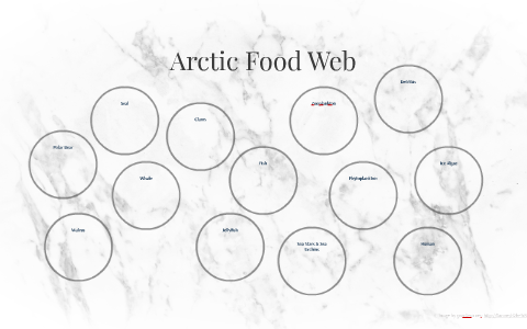 Arctic Food Web by Cooper Glenn on Prezi