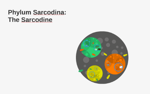 Phylum Sarcodina: by Eliza Hurst on Prezi