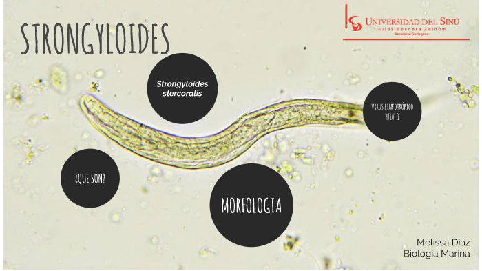 Strongyloides by Melissa Diaz on Prezi