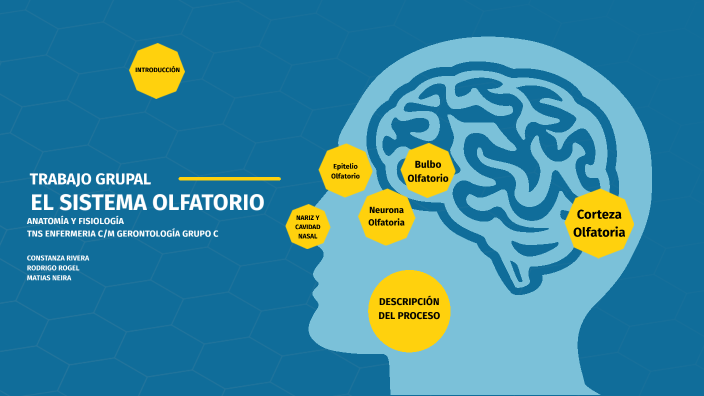 SISTEMA OLFATORIO TNS ENFERMERIA by Rodrigo Rogel Vergara on Prezi