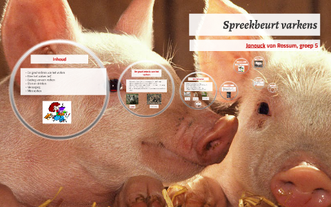 Spreekbeurt varkens by on Prezi