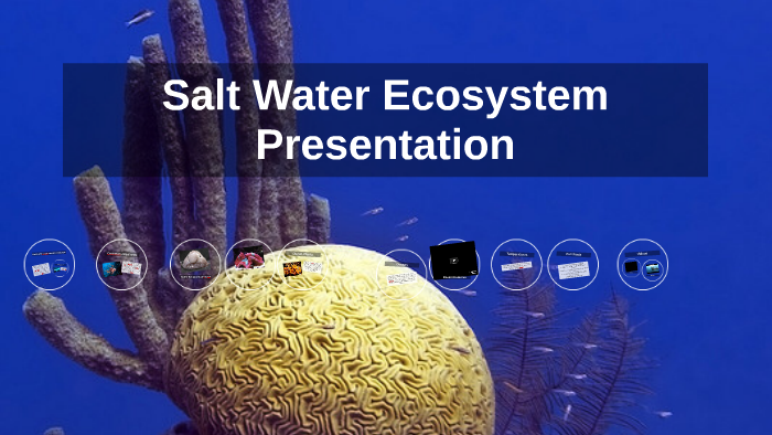 Salt Water Ecosystem Presentation by Macayla Ellis on Prezi