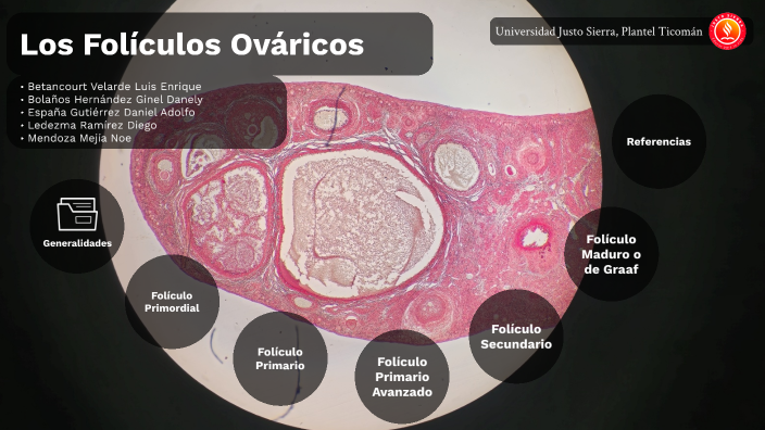 Ovario y Sus Folículos by Diego Ledezma Ramirez on Prezi