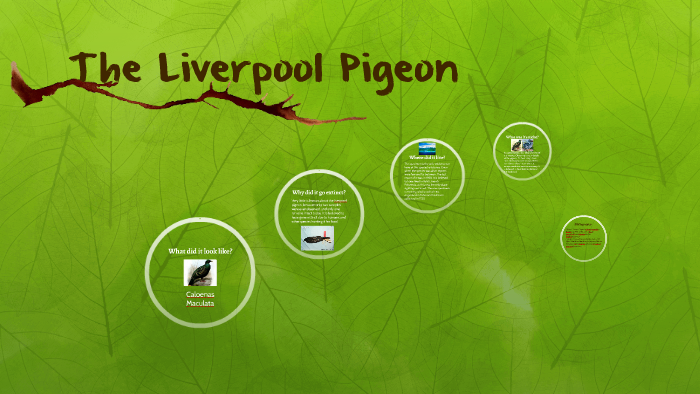 The Liverpool Pigeon by Rudy Gauthier on Prezi