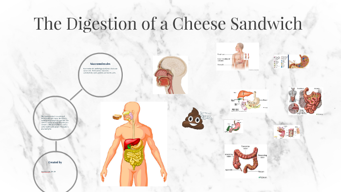 The Digestion of a Sandwich by Naureen Othi on Prezi