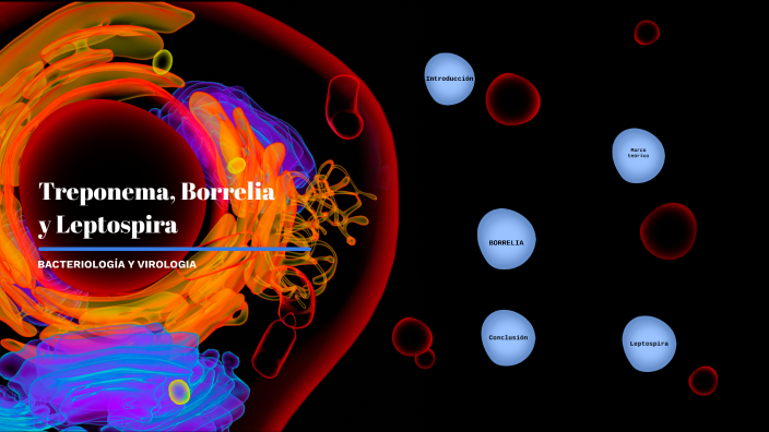 Treponema, Borrelia y Leptospira. by Andrea Portillo on Prezi