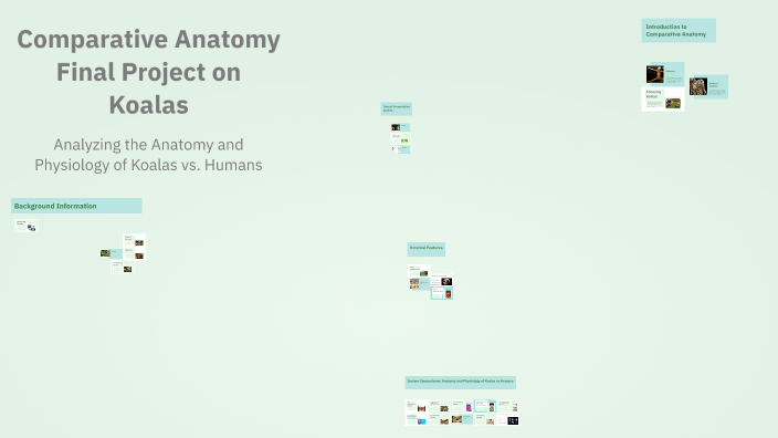 Comparative Anatomy Final Project on Koalas by Caroline Choi on Prezi