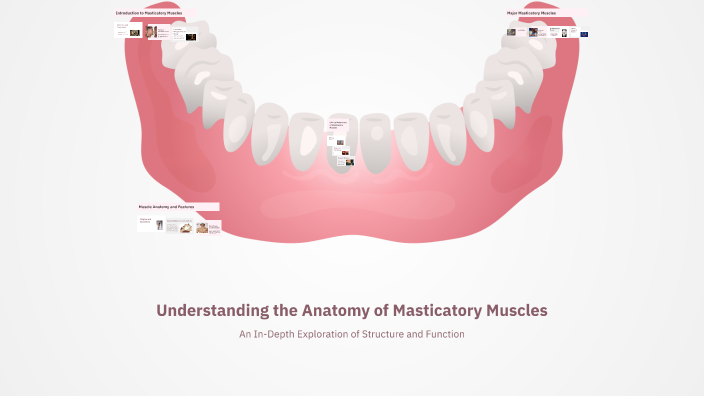Understanding the Anatomy of Masticatory Muscles by Ramziddin ...