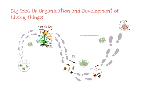 Big Idea 14: Organization and Development of Living Organisms by ...