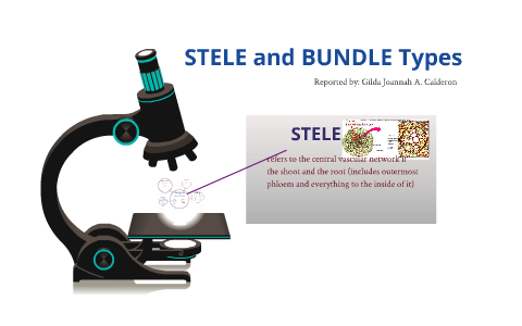 STELE and BUNDLE Types by Joannah Calderon on Prezi