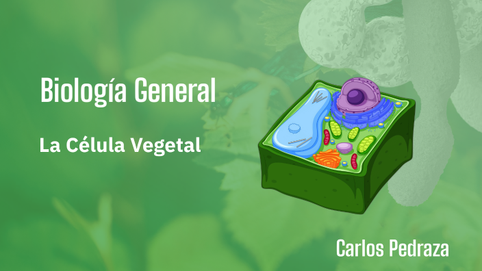 Estructura de la Célula Vegetal by Carlos Mario Pedraza Parra on Prezi