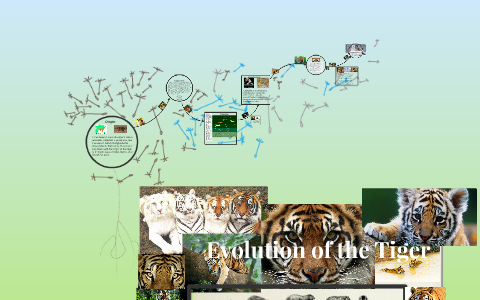 Evolution of the Tiger by makayla martin