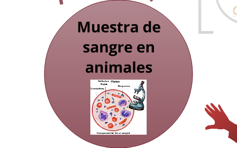 MUESTRA DE SANGRE DE ANIMALES by ROSMERY DEL CARMEN CUADRADO CANO on Prezi