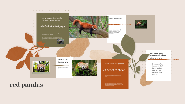 Red pandas by Zoey Hutton on Prezi