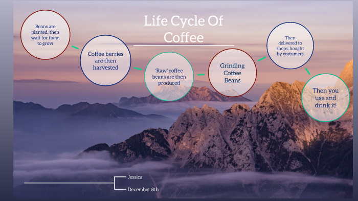 Life Cycle Of Coffee by Jessica Argueta on Prezi