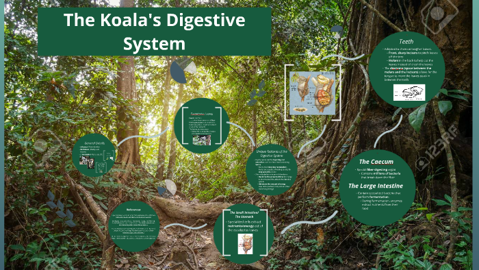 The Koala's Digestive System by Brian Widjaja on Prezi