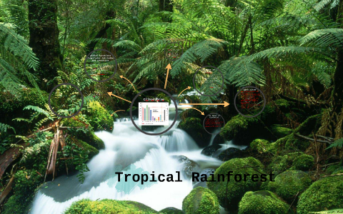 Tropical Rainforest by tyler tafoya on Prezi