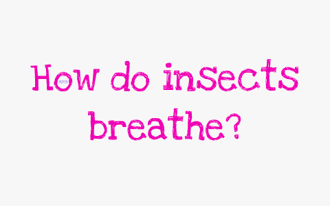 How do insects breathe? by beth moorhouse on Prezi