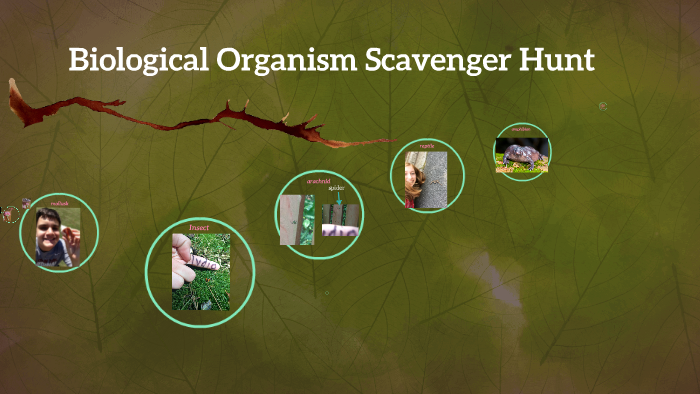 Biological Organism Scavenger Hunt by devi peot