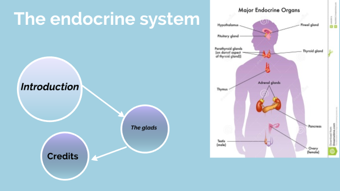 The endocrine system by IV B LCE on Prezi