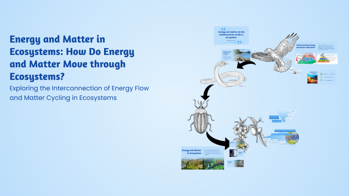 Energy and Matter in Ecosystems: How Do Energy and Matter Move through ...