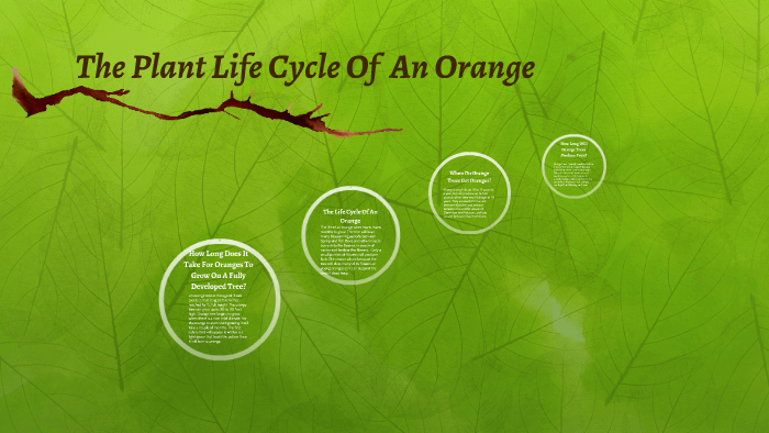 The Plant Life Cycle Of An Orange by Jarad Mendis on Prezi