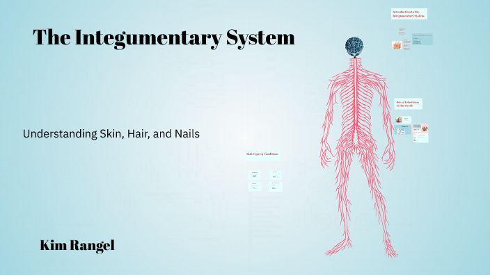 The Integumentary System by Kimberly Rangel on Prezi